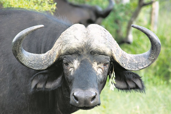 Buffalo Culling Clarified Zululand Observer buffalo-culling-clarified-zululand-observer